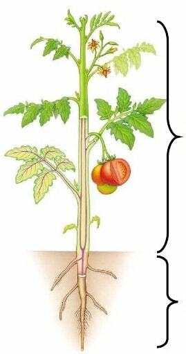 Year 5 - Plant System 1. Interactive worksheet | TopWorksheets