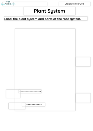 Year 5 - Plant System 1. Interactive worksheet | TopWorksheets