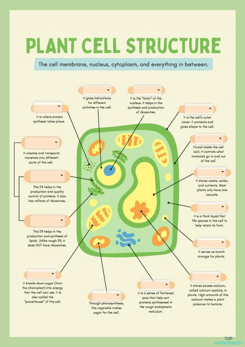 Cell Structure. Interactive worksheet | TopWorksheets
