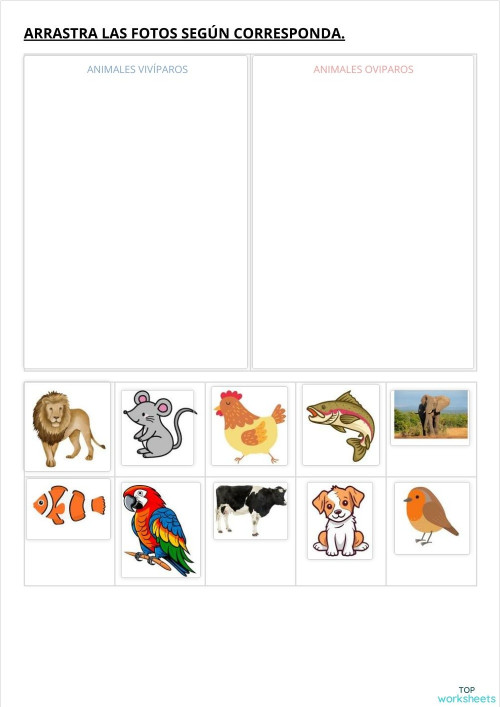 Animales vivíparos y ovíparos interactivos. 1º. Ficha interactiva ...