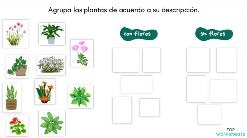 Las plantas son distintas. Ficha interactiva | TopWorksheets