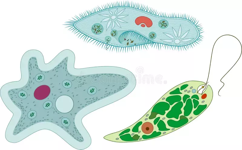 Fill on image, protozoa kingdom. Interactive worksheet | TopWorksheets