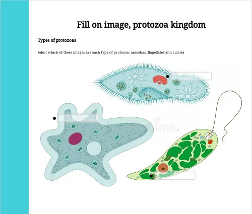 Fill on image, protozoa kingdom. Interactive worksheet | TopWorksheets