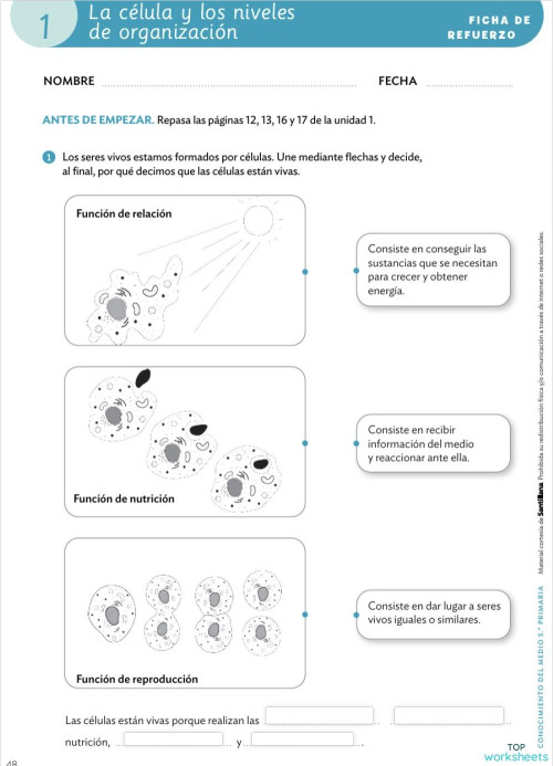 La célula y los niveles de organización. Ficha interactiva | TopWorksheets