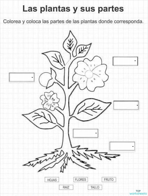 PARTES DE PLANTA. Ficha interactiva | TopWorksheets