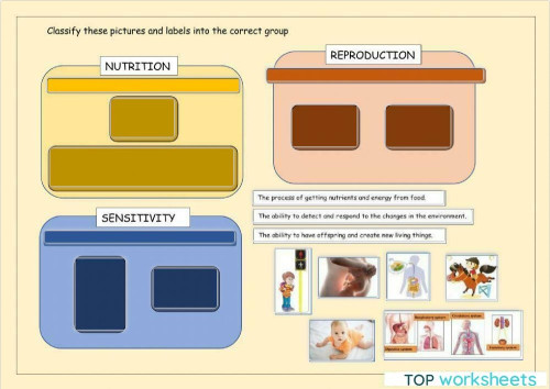 Life Processes. Interactive worksheet | TopWorksheets