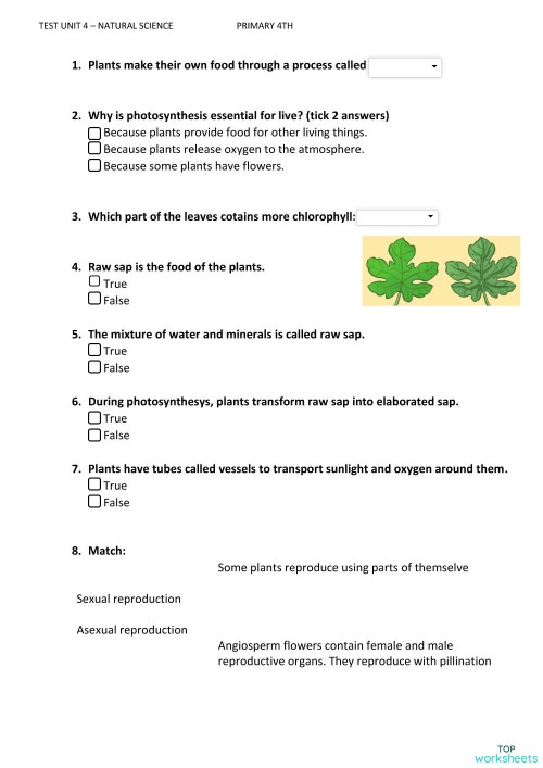 control unidad 4 natural science 4º plantas. Interactive worksheet ...