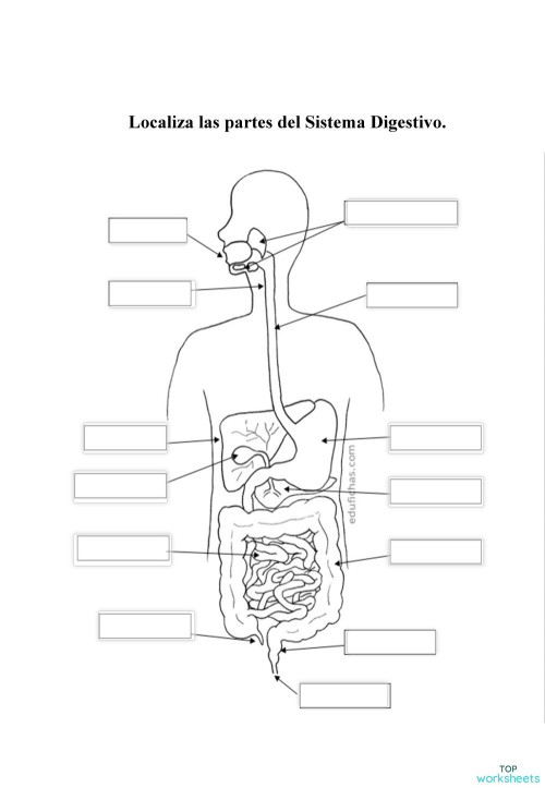 SISTEMA DIGESTIVO. Ficha interactiva | TopWorksheets