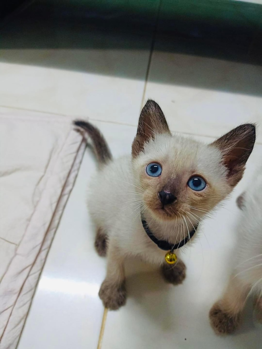 Color for student. Interactive worksheet | TopWorksheets