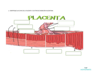 PLACENTA. Ficha interactiva | TopWorksheets