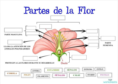 Partes de la Flor- Ficha de elaboración conjunta. Ficha interactiva ...