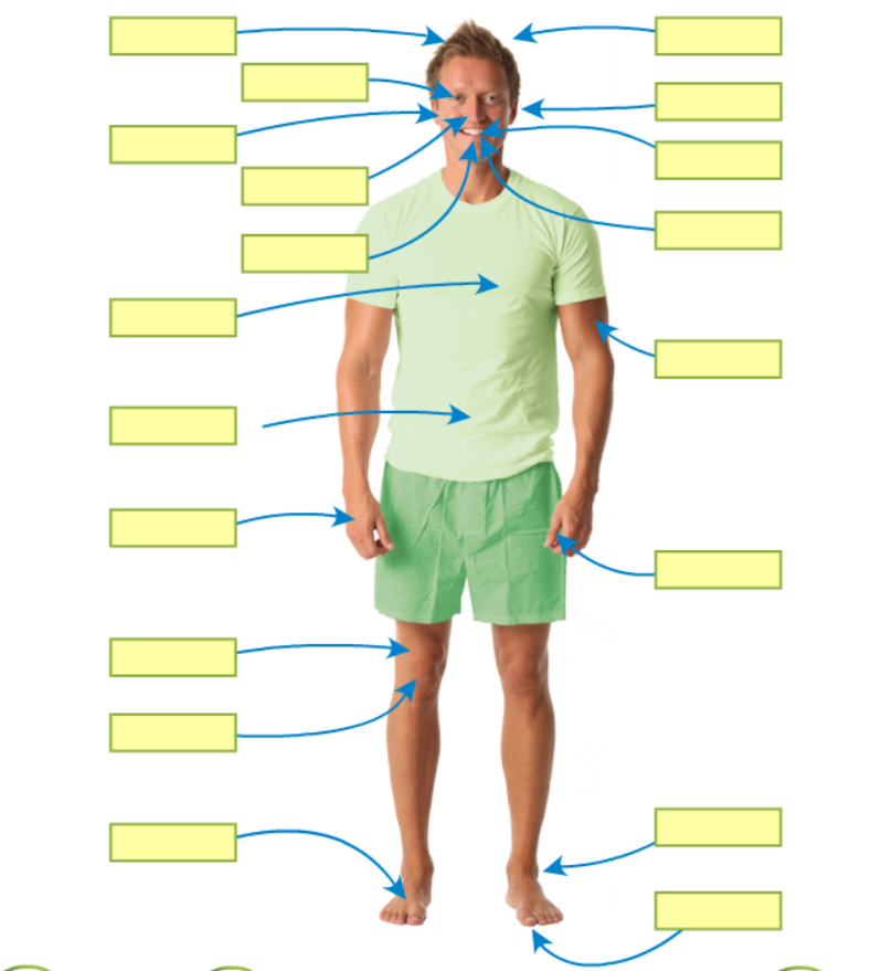 Body Parts Vocabulary A1+. Interactive worksheet | TopWorksheets