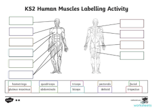 Human muscles labelling activity. Interactive worksheet | TopWorksheets