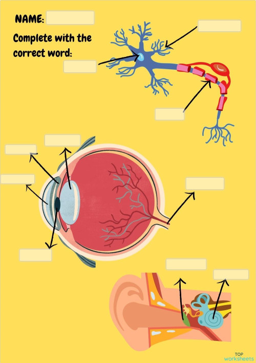 Natural Science Unit 4. Sensitivity. Interactive worksheet | TopWorksheets
