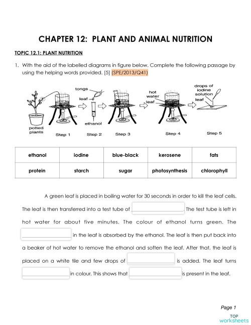 Topic 12.1 Photosynthesis. Interactive worksheet | TopWorksheets