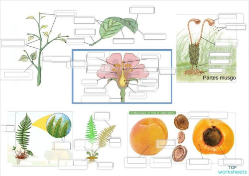 PARTES DE LA PLANTA. Ficha interactiva | TopWorksheets