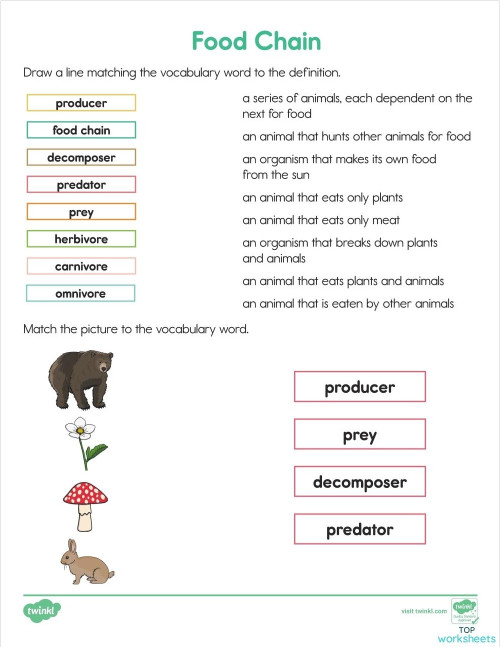 food chain vocab. Interactive worksheet | TopWorksheets