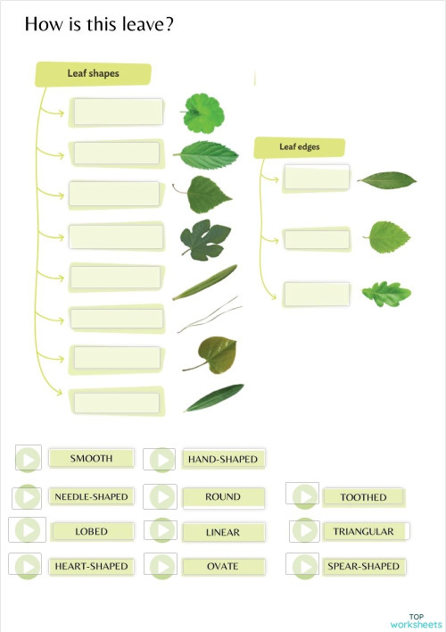 PLANTS AND LEAVES. Interactive worksheet | TopWorksheets