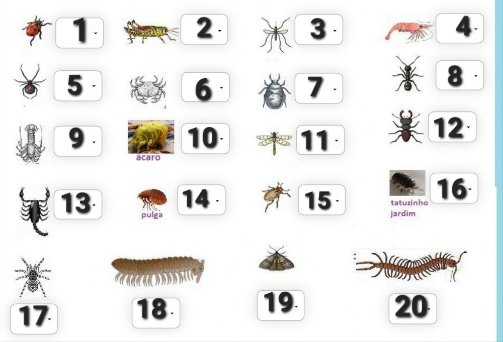 Insetos!!!! (Copiado). Ficha interativa | TopWorksheets
