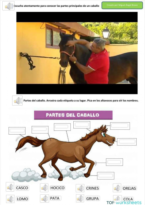 PARTES DEL CUERPO DEL CABALLO. Ficha interactiva | TopWorksheets