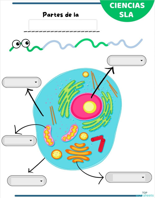 La Célula animal y vegetal. Ficha interactiva | TopWorksheets