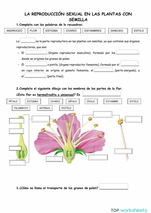 Reproducción sexual en plantas. Ficha interactiva | TopWorksheets