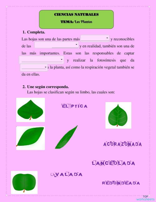 Clasificación de las plantas según su limbo o forma. Ficha interactiva ...