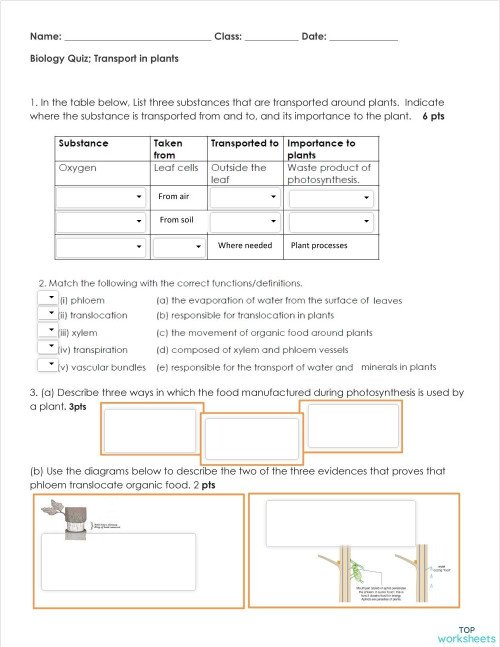 transport in plants. Interactive worksheet | TopWorksheets