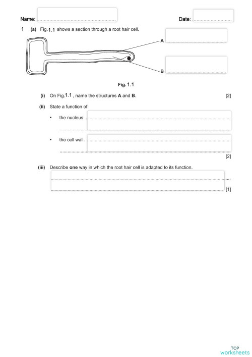 Root hair cells 1. Interactive worksheet | TopWorksheets