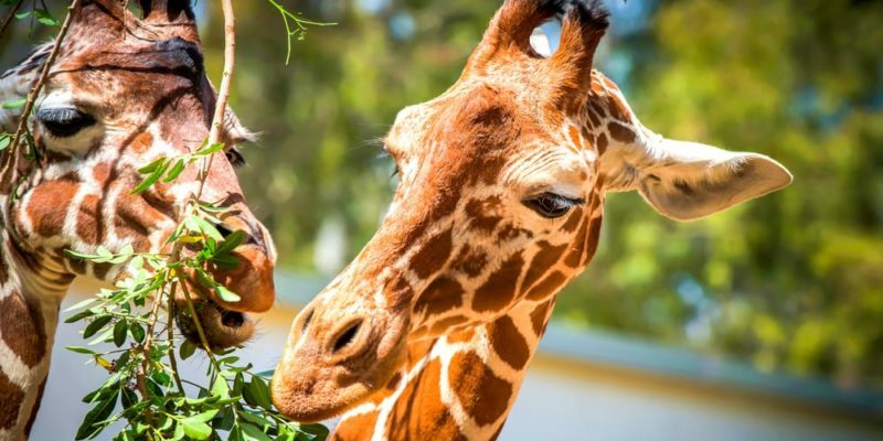 ¿ Cómo se alimentan los animales?. Ficha interactiva | TopWorksheets