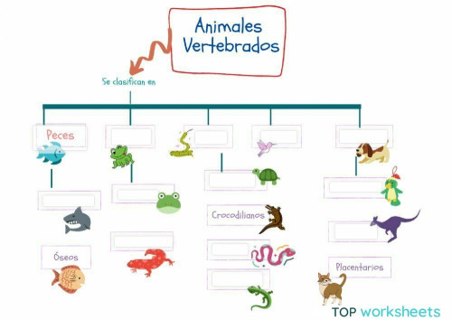 Clasificación Animales Vertebrados interactive. Ficha interactiva ...