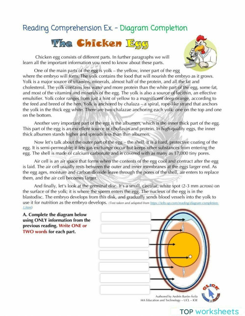 Reading Ex. - A Chicken Egg. Interactive worksheet | TopWorksheets