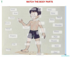 BODY PARTS ( MATCH ). Interactive worksheet | TopWorksheets