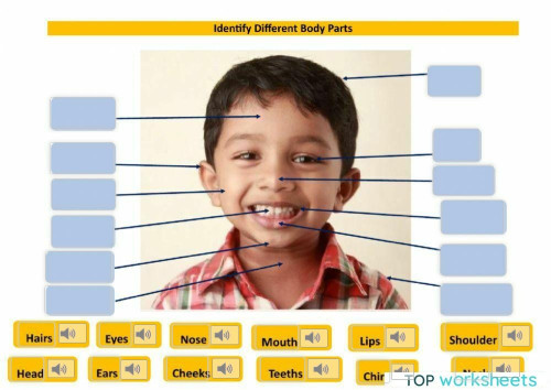 Identify the different body parts. Interactive worksheet | TopWorksheets