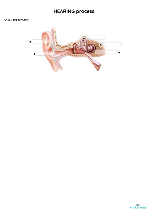 HEARING process. Interactive worksheet | TopWorksheets