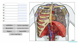 Atmungsorgane: die unteren atemwege. Interaktives Arbeitsblatt ...