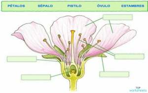 Las partes de una flor . Ficha interactiva | TopWorksheets