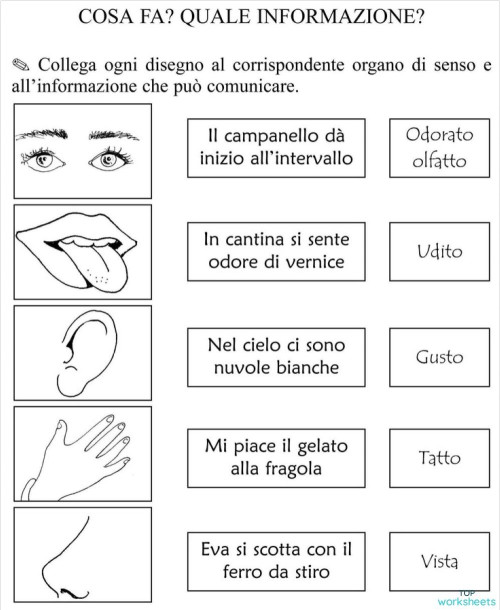 GLI ORGANI DI SENSO-VERIFICA*. Scheda interattiva | TopWorksheets
