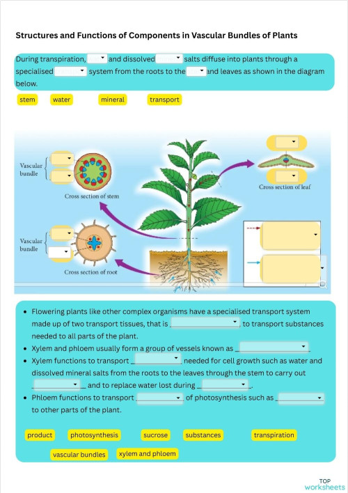 (2U3.4)F3ScU3SASU3. Interactive worksheet | TopWorksheets