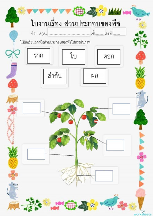 ใบงานเรื่องส่วนประกอบของพืช ป2 ใบงานเชิงโต้ตอบ Topworksheets