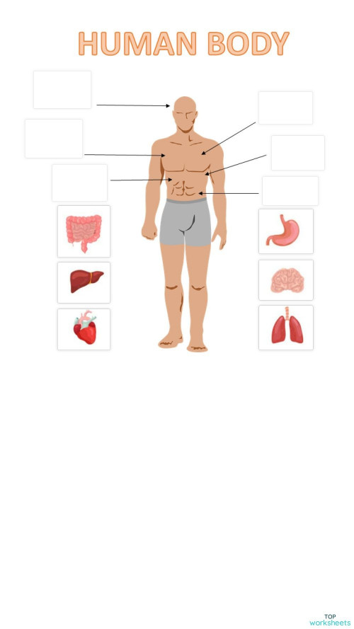 The organs. Interactive worksheet | TopWorksheets