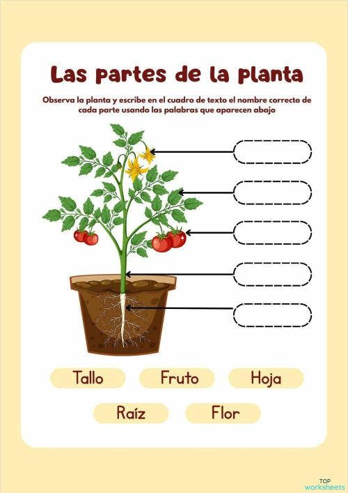 Las partes de la flor. Ficha interactiva | TopWorksheets