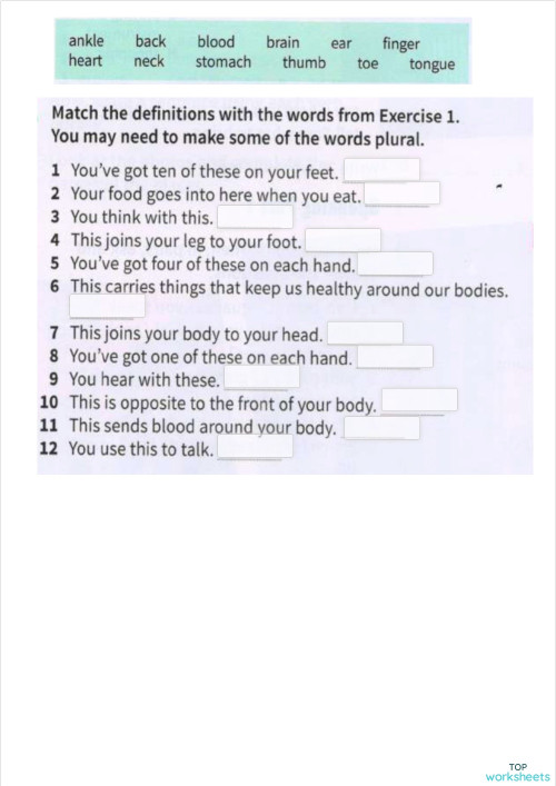 vocab body parts. Interactive worksheet | TopWorksheets