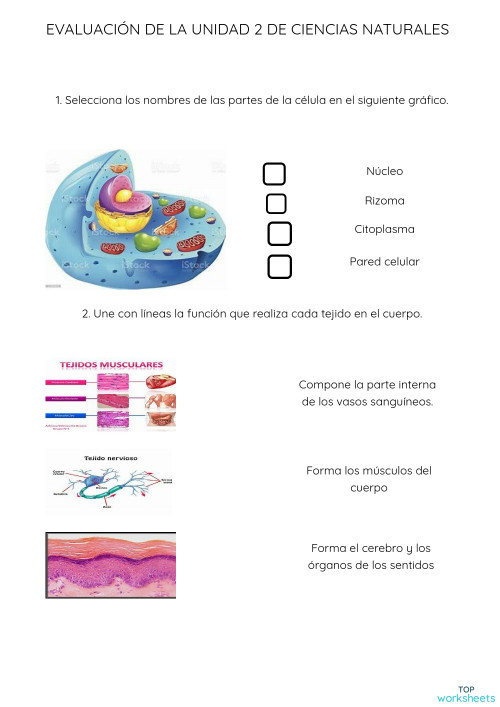 UNIDAD 2 CUERPO HUMANO Y SUS FUNCIONES. Ficha interactiva | TopWorksheets