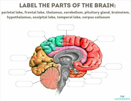 Brain worksheet. Interactive worksheet | TopWorksheets