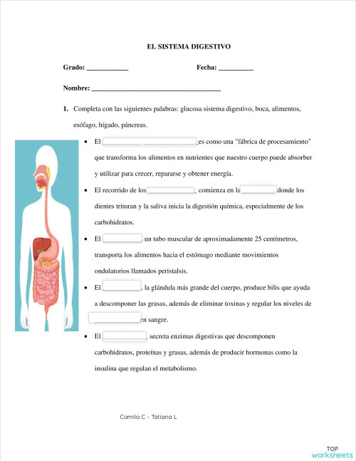 Sistema digestivo. Ficha interactiva | TopWorksheets