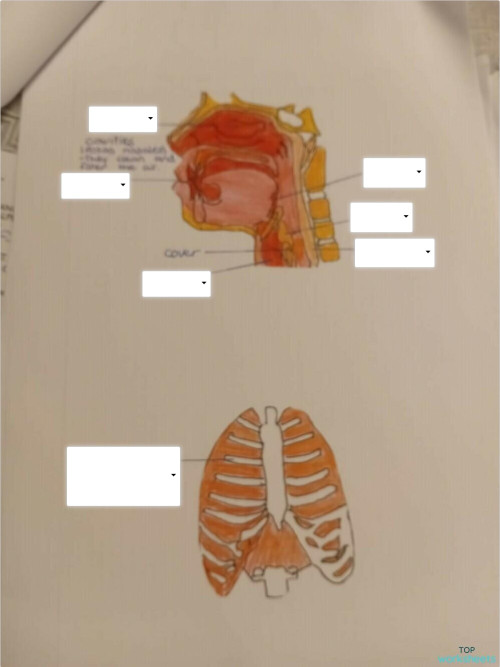 Respiratory system. Interactive worksheet | TopWorksheets