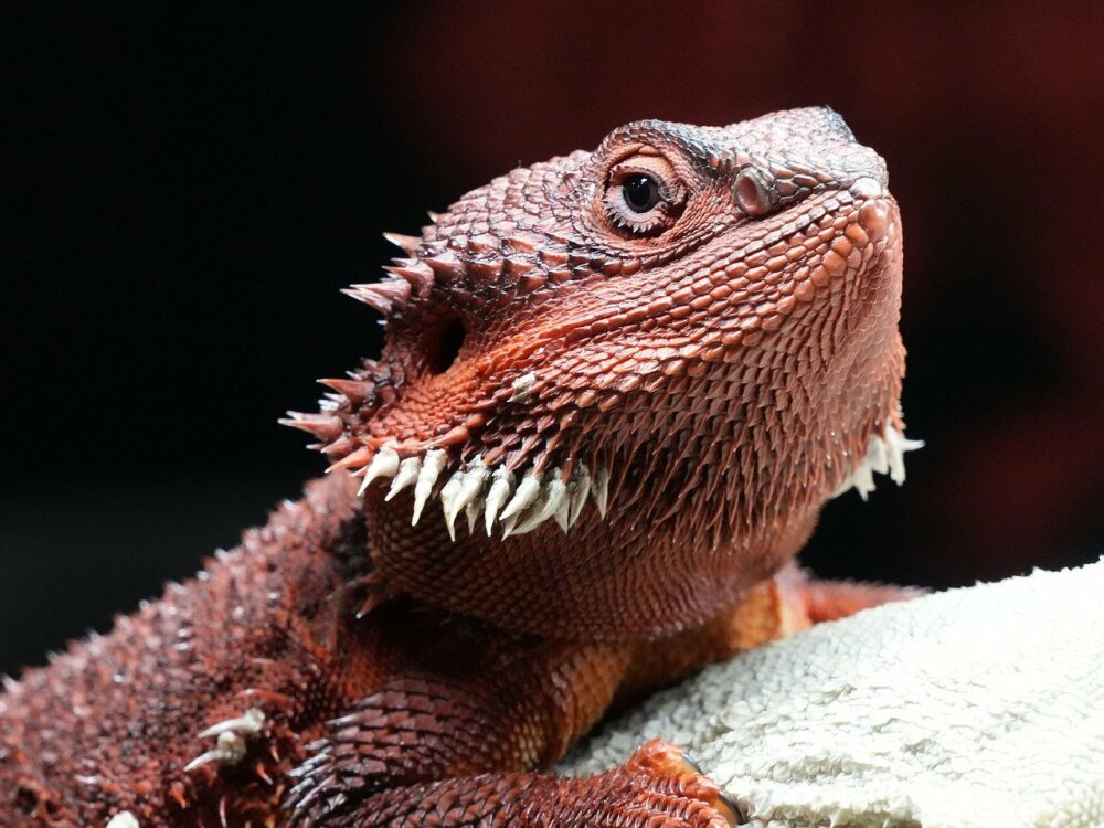 Matching exotic animals. Interactive worksheet | TopWorksheets