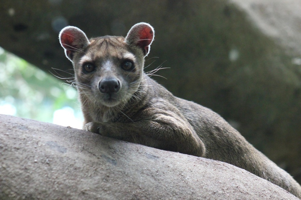 Matching exotic animals. Interactive worksheet | TopWorksheets