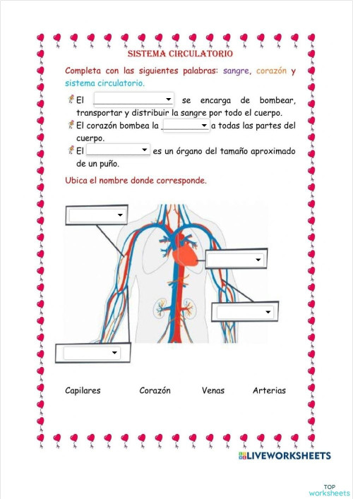 CN5 - S10 - SISTEMA CIRCULATORIO.. Ficha interactiva | TopWorksheets